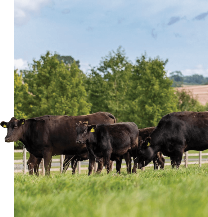 Meet our Herd - Wyndford Wagyu